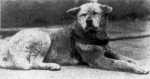 Just looking for a heart like mine – Hachi: A Dog’s Tale – Ebert Did It ...